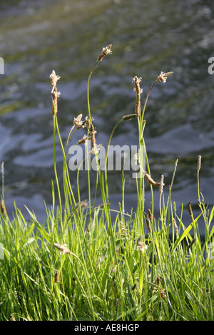 Ribwort plantain (Plantago lanceolata), inflorescence, medicinal herb ...