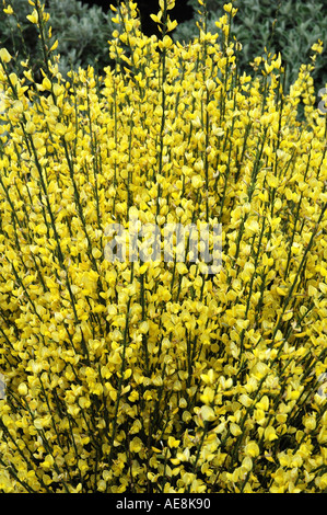Cytisus praecox / broom ‘Allgold’ yellow pea-like flowers Erica vagans ...