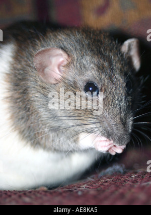Funny and fat gray rat with long tail isolated on white background ...