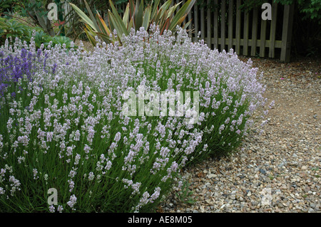 LAVANDULA ANGUSTIFOLIA LODDON PINK Stock Photo - Alamy