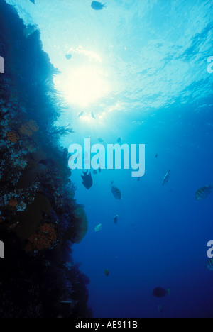 Tropical fish at Cabo San Lucas, Mexico Coral Reef Stock Photo - Alamy