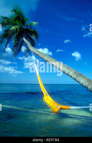 Coconut palm tree hanging over shallow water in the Maldives Indian ...