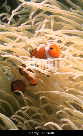 Malu anemone, Heteractis (Radianthus) malu Stock Photo - Alamy