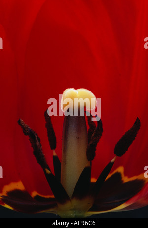 Red Tulip Reproductive Parts Stock Photo - Alamy
