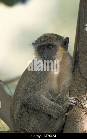 Monkey sitting on a tree in bright sunlight Stock Photo - Alamy
