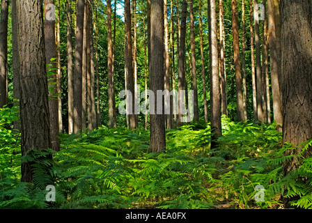 Fir tree ABIES, Virginia Water, Surrey, England, UK Stock Photo - Alamy