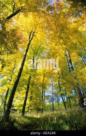 Forest of european beech (Fagus sylvatica Stock Photo - Alamy