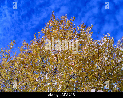 Tree tops with no leaves against blue sky with fluffy white clouds and ...
