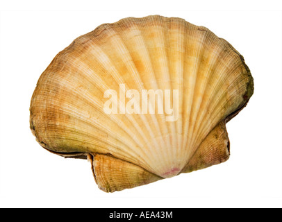 Living Edible Clam Scallop, Pecten jacobaeus, Piran, Adriatic Sea ...