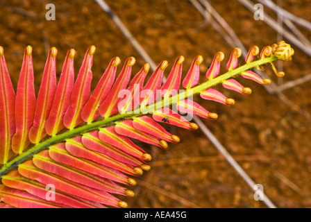 ferns fern FIJI ISLANDS South southsea sea Pacific wild wilderness ...