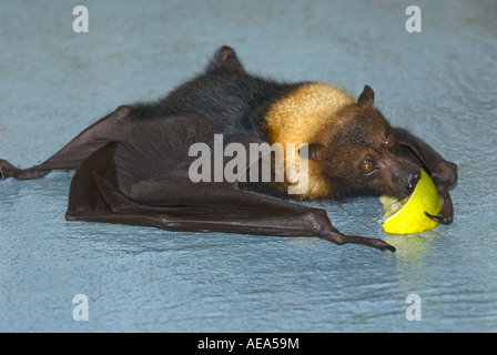 Pteropus vampyrus fijian fruitbat flying fox lying down the ground and ...