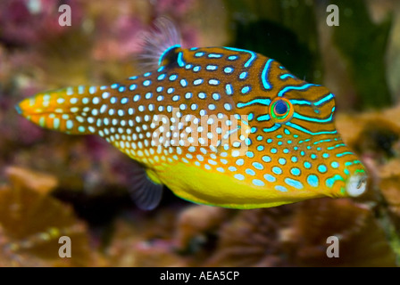 Ostraciidae boxfish FIJI ISLANDS South southsea sea Pacific ocean fish ...