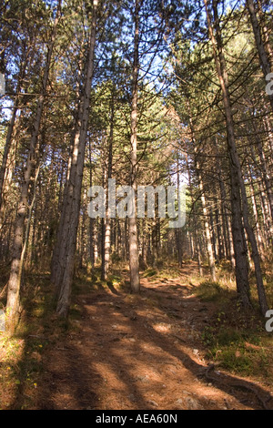 Hiking trail on Slivnica Mountain, Slovenia Stock Photo - Alamy