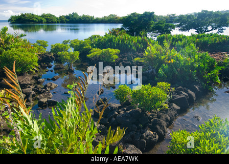 SAVAI Western Samoa lava beach strand south coast volcano volcanic rock ...