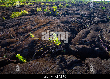Lavafield of Saleaula MAUGA SAMOA Lava Field Savaii Western Samoa ...