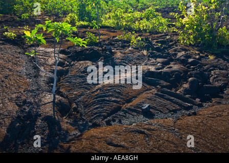 Lavafield of Saleaula MAUGA SAMOA Lava Field Savaii Western Samoa ...