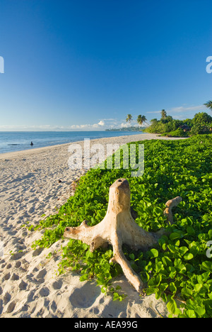SAVAI Western Samoa beach strand MANASE coco coconut tree south coast ...