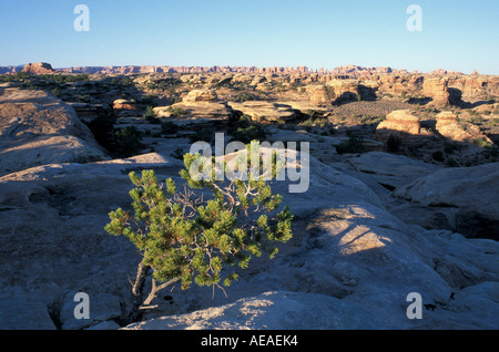 Two needle Pinyon Pinus edulis Springerville Arizona United States 25 ...