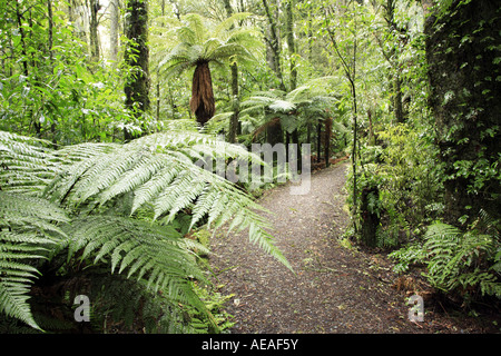 Trail inside Pureora Forest Park, Central North Island, New Zealand ...