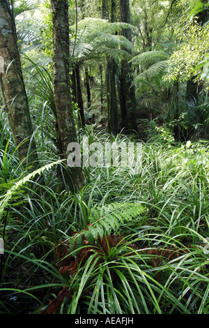 New Zealand forest environment of luxuriant greenery on East Coast ...
