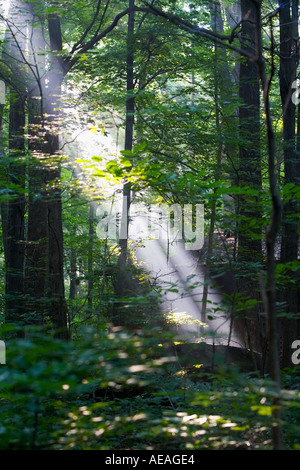 light rays In forrest Stock Photo - Alamy