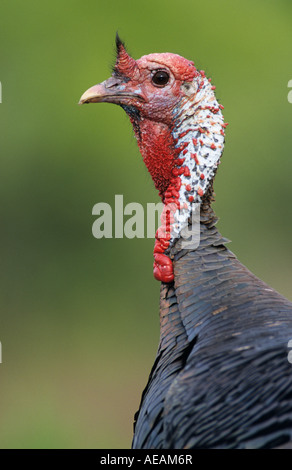 Young wild turkey (Meleagris gallopavo) in autumn Stock Photo - Alamy