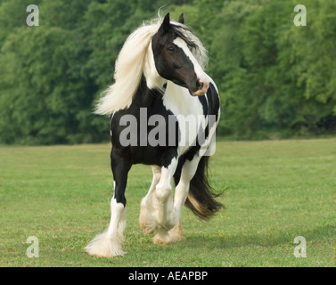 Black Gypsy Vanner Horse mare running Stock Photo - Alamy