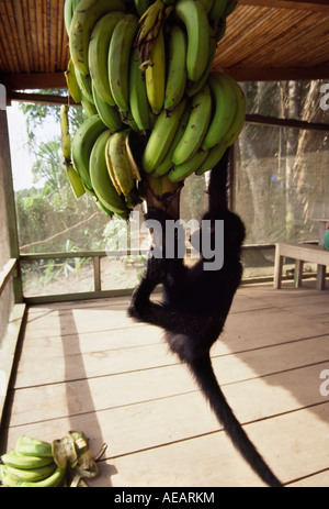 Spider monkey - Amazon basin, Beni BOLIVIA Stock Photo - Alamy