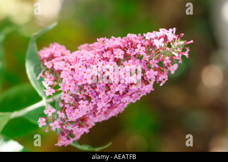 Butterfly bush, Buddleja Stock Photo - Alamy
