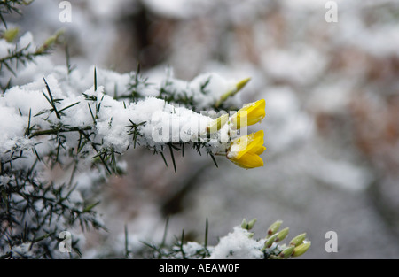 Close up of a snow covered gorse flower (Ulex europeus) taken on ...