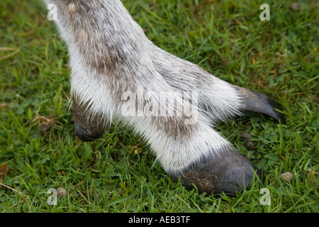Highly adapted feet of Forest reindeer Rangifer tarandus fennecus ...