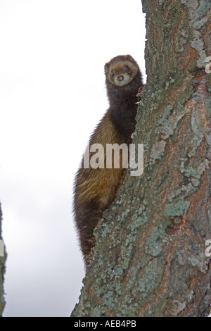 Polecat Mustela putorius Highland Wildlife Park Scotland UK Stock Photo ...