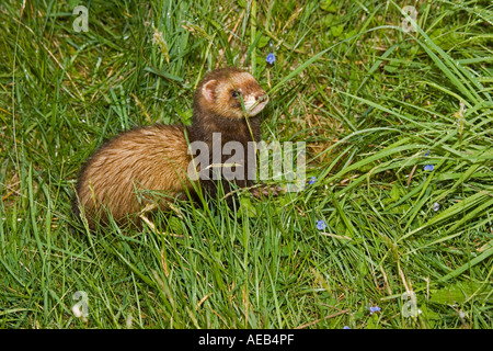 Polecat Mustela putorius Highland Wildlife Park Scotland UK Stock Photo ...
