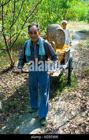 Old Chinese Woman Pushing a Cart of Recycled Cardboard Boxes, Wanchai ...
