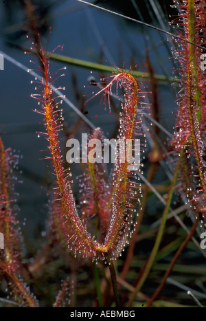 Fork-leaved sundew (Drosera binata), Tasmania, Australia Stock Photo ...