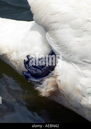Closeup of webbed foot of Mute swan Cygnus olor Abbotsbury Swannery ...