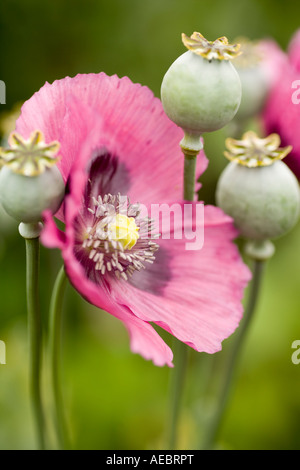 Flowers and seed pods of opium poppy plant, Papaver somniferum Stock ...