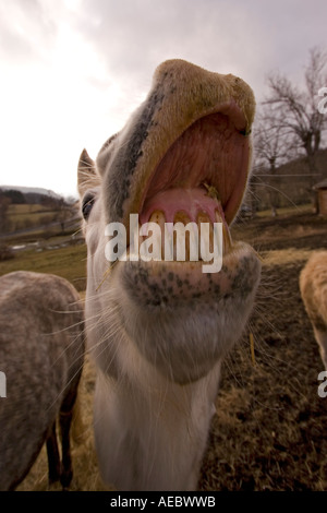 A flehmen behaviour in a horse. Comportement d'un cheval lors du ...