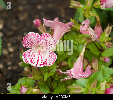 Mimulus hybridus Mimulus Magic White Flame at RHS Garden Hyde Hall ...