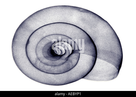 X-ray radiograph of a land snail shell (Zonites algirus). Radiographie ...