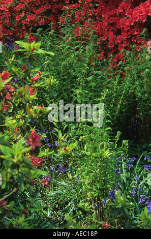 Male Fern (Dryopteris filix-mas), Hesse, Germany Stock Photo - Alamy