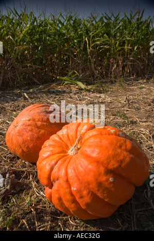 pumpkins at Solvang Farmer Pumpkin Patch Solvang Santa Ynez Valley ...