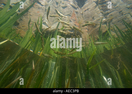 Minnows moving about the Pavin Lake (France). Vairons (Phoxinus ...