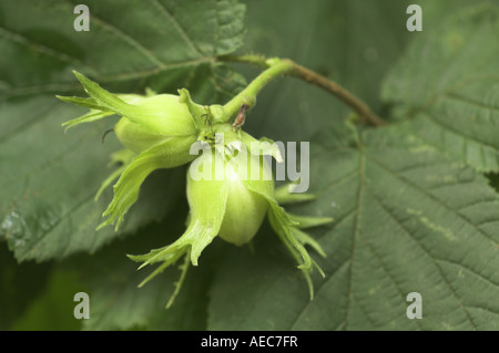 Hazel corylus avellana showing developing cob nuts Norfolk England July ...
