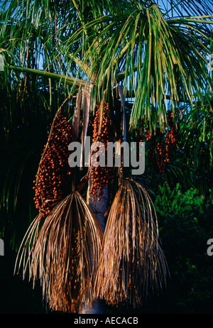 Palm trees at Lake Sandoval, Peruvian Rainforest, South America Stock ...