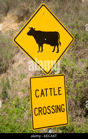 Cattle crossing road sign on the ground, european traffic signage Stock ...