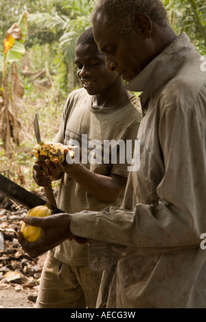 Farm workers cracking cocoa pods, ghana Stock Photo - Alamy
