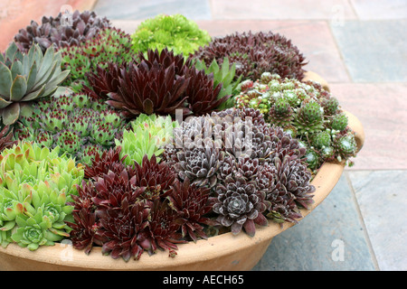 THE 4HEAD GARDEN DESIGNER MARNEY HALL CHELSEA FLOWER SHOW 2005 Stock ...