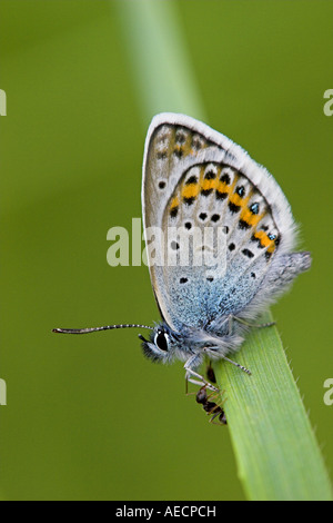 damon blue (Plebeius argus), with ant, Austria, Burgenland, NP ...