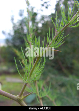 White asparagus (Asparagus albus), Asparagaceae Stock Photo - Alamy